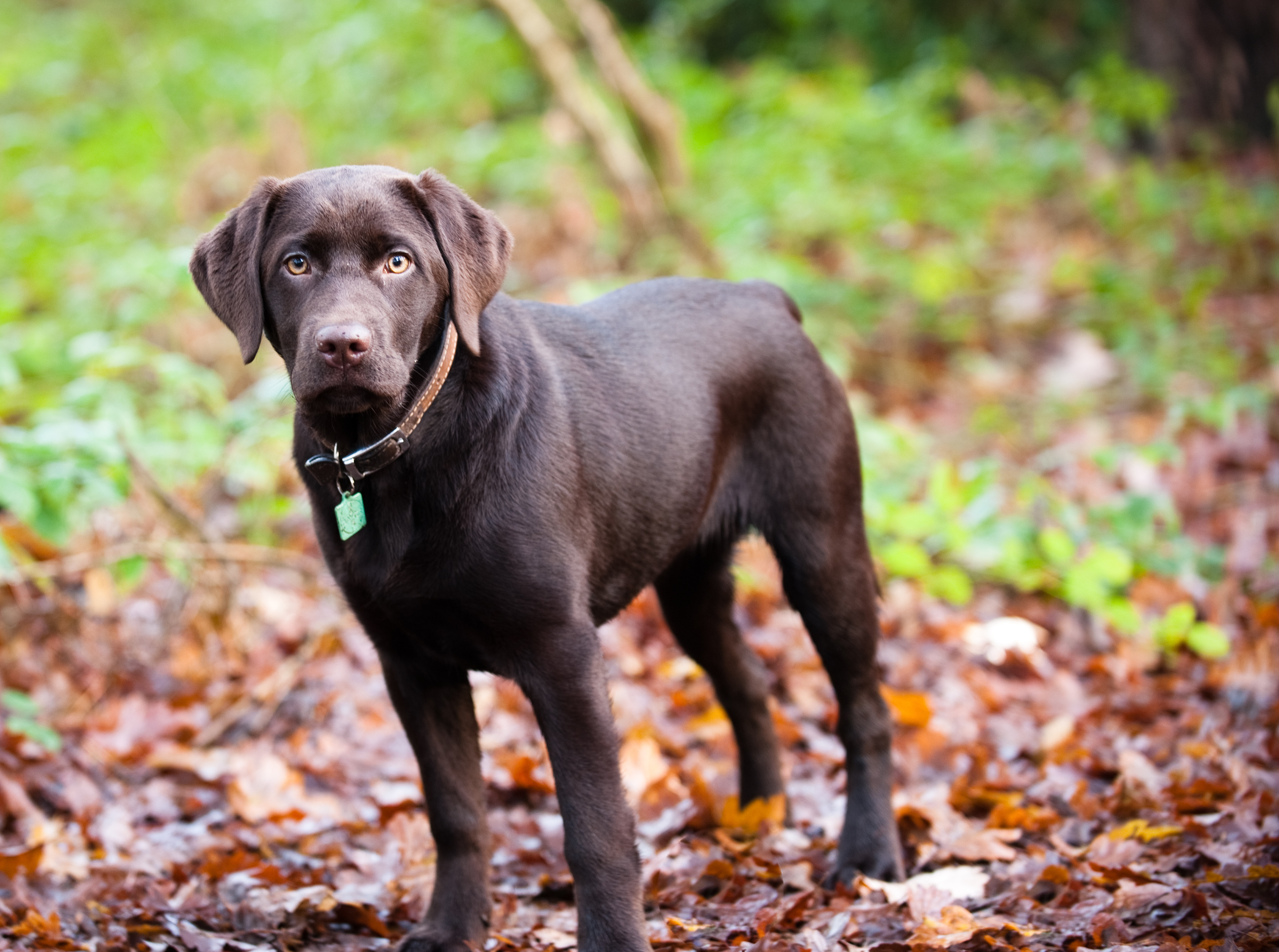 How To Identify Pure Black Labrador Puppy