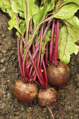 How to Grow a Turnip From a Sprouting Top | Home Guides | SF Gate