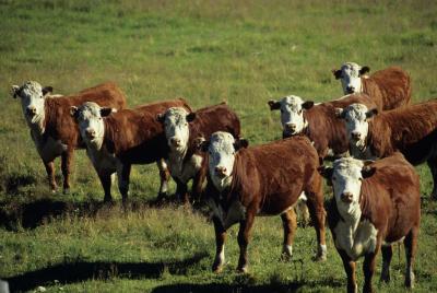 Life Cycle of a Botfly | Animals - mom.me
