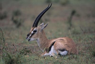 Different Gazelle Species | Animals - mom.me