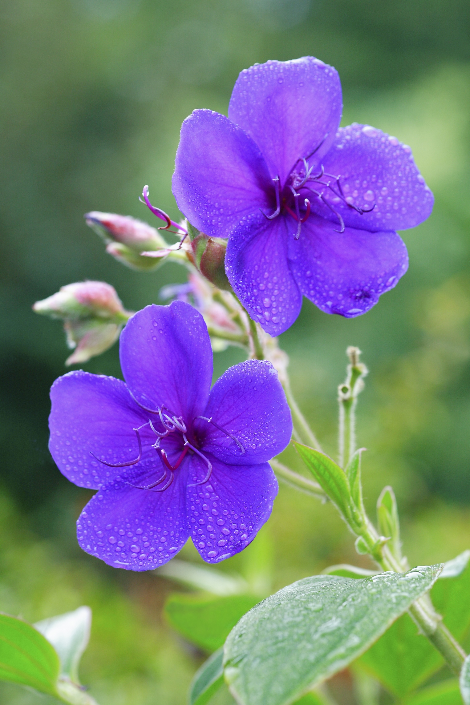 Tibouchina Flower Plant Care | Best Flower Site