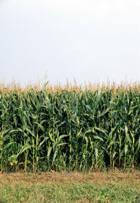 Illinois State Landforms Pursue Adventure At These Top Three State