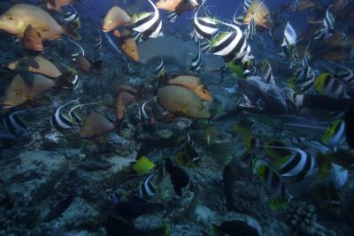 What Kinds of Fish Live in Puddles? | Animals - mom.me