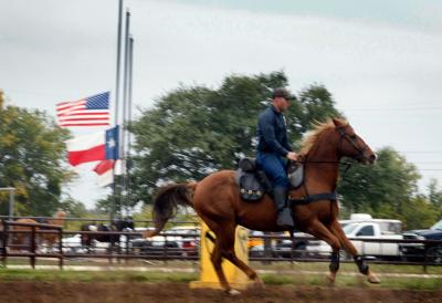 How Do I Report A Dead Dog On The Road
