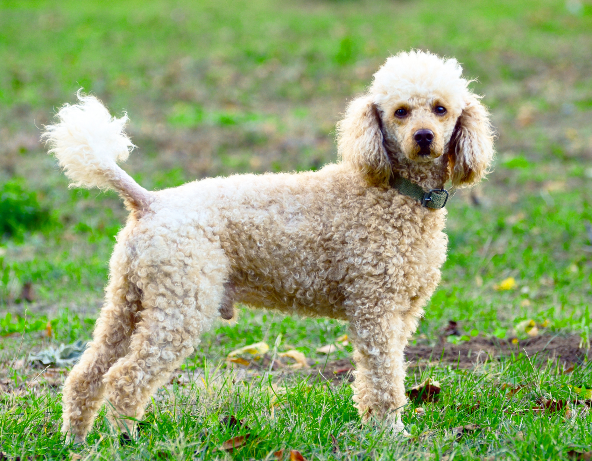 Are Poodles Scent Or Sight Hounds