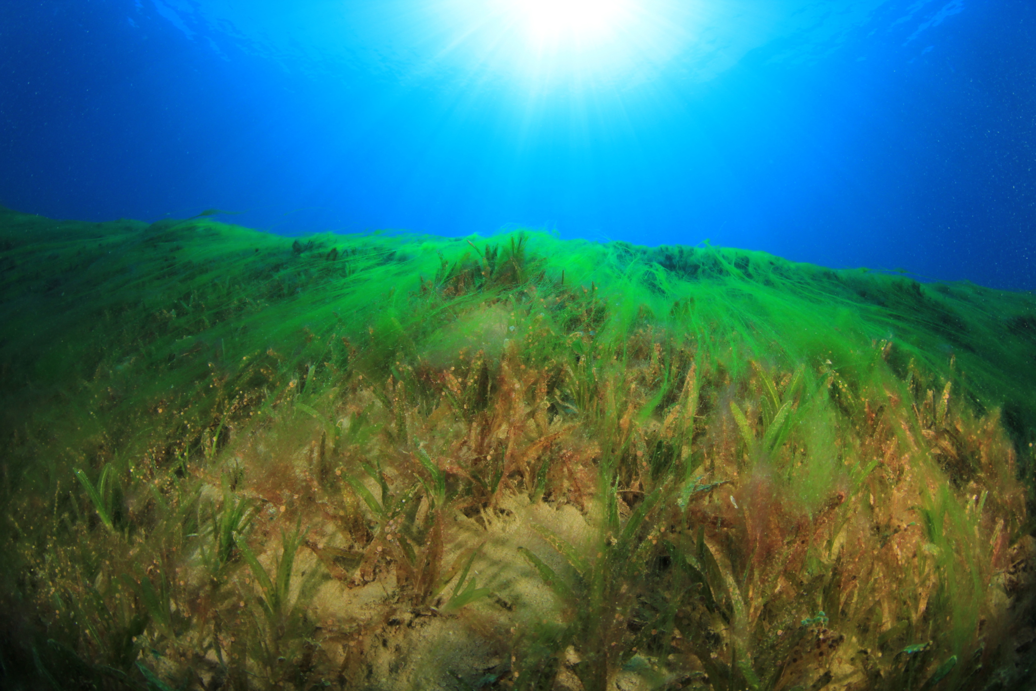 Is Algae a Decomposer, a Scavenger or a Producer? | Sciencing