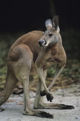 Marsupials Mammals Examples