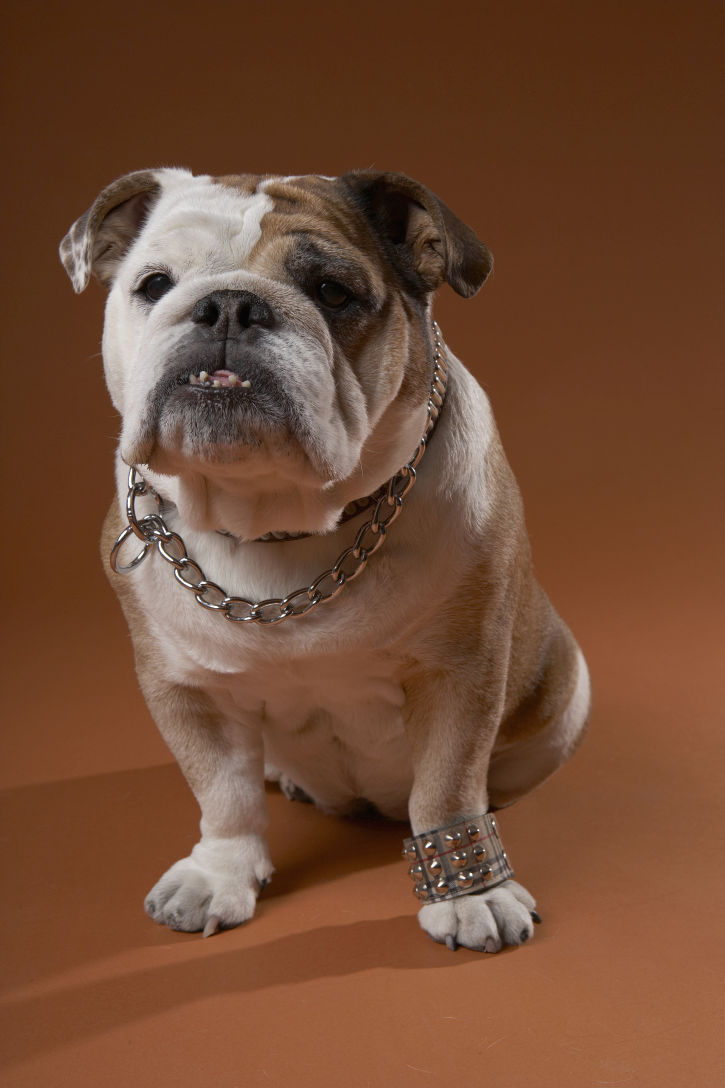 Why Do Bulldogs Have Bad Gas