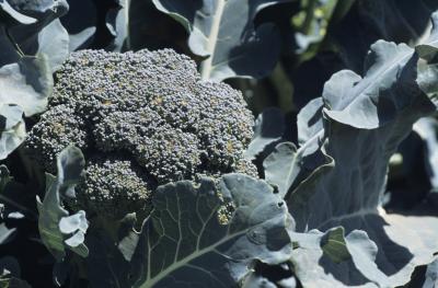 How to Transplant Broccoli | Home Guides | SF Gate