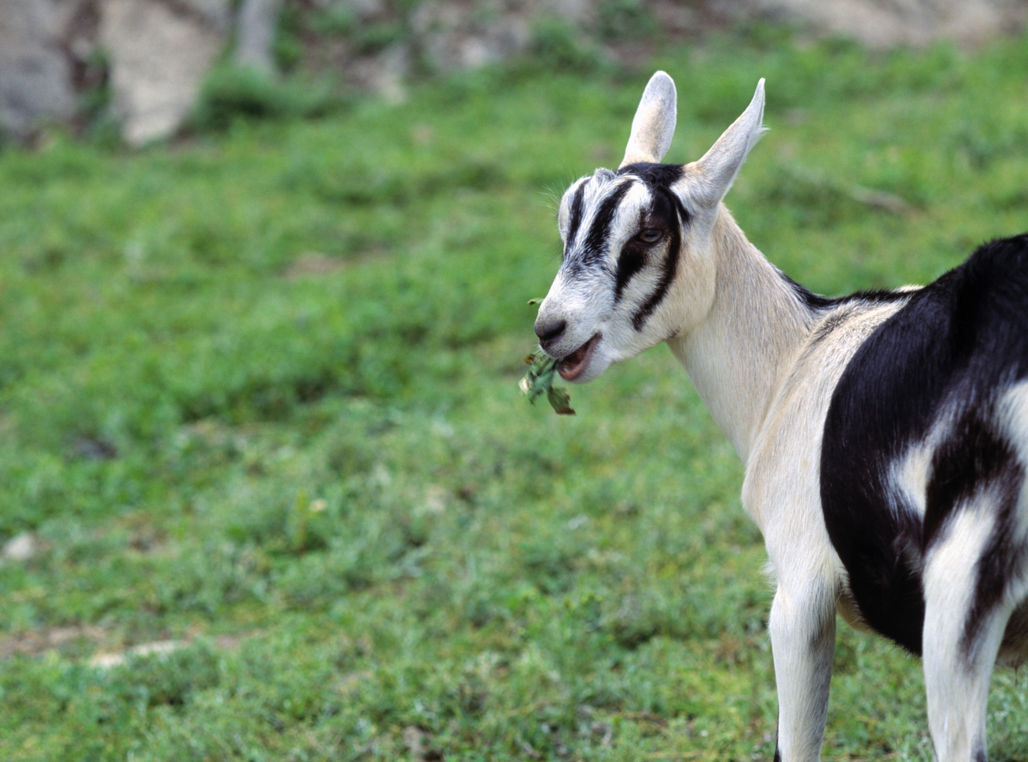 How to Cook a Machito | Healthfully