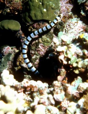 Bahrain Sea Snake Snakes In Bahrain | Pets On Mom.com