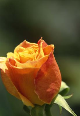 Orange Rose Varieties | Home Guides | SF Gate