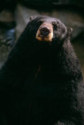 Responsiveness Biology Example