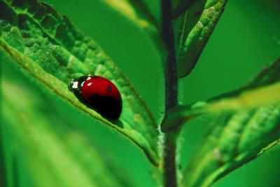 Characteristics of a Ladybug | Animals - mom.me
