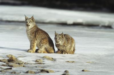 Relationship Between Rabbits & Lynx | Animals - mom.me