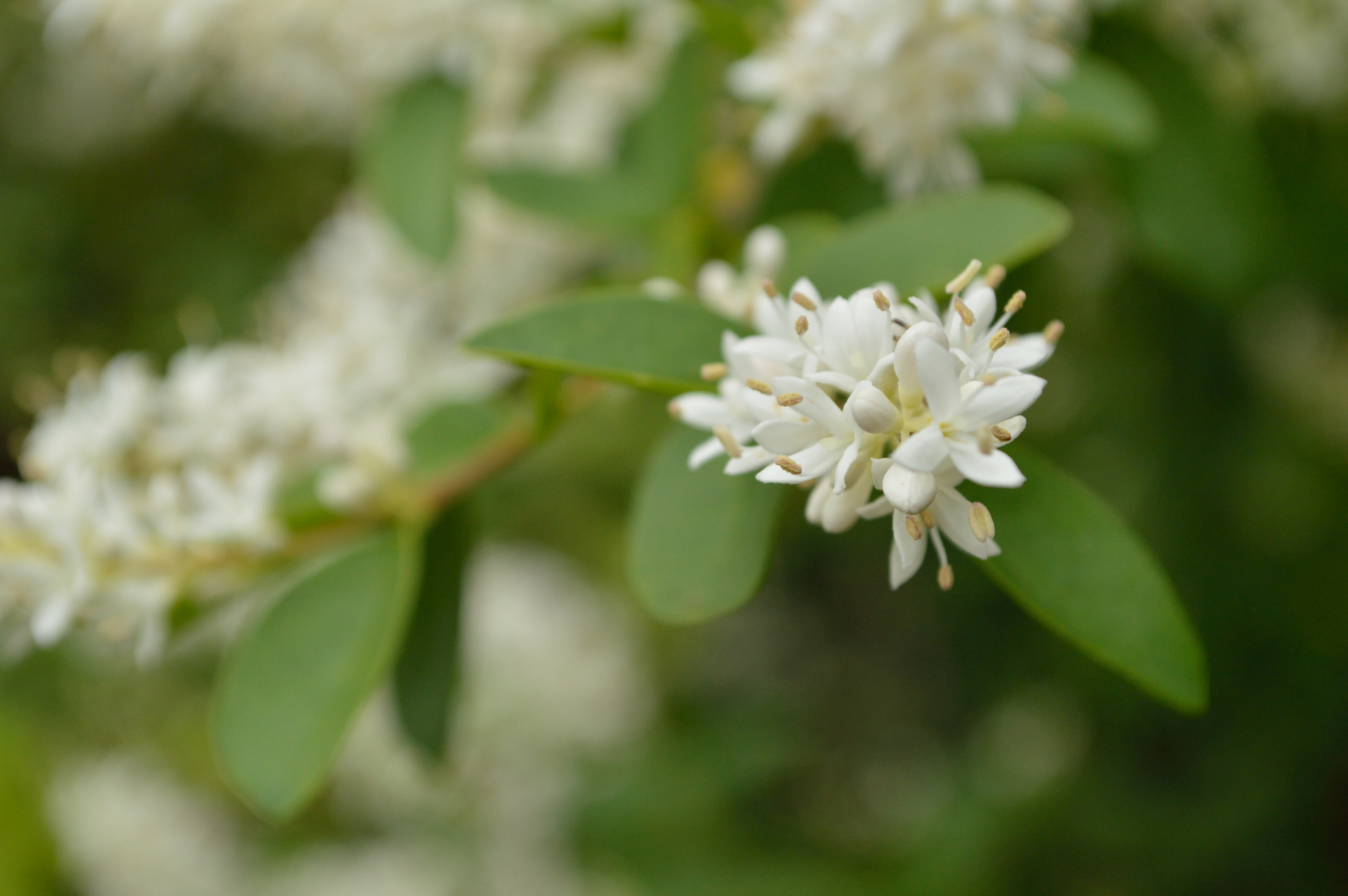 Ligustrum Amurense